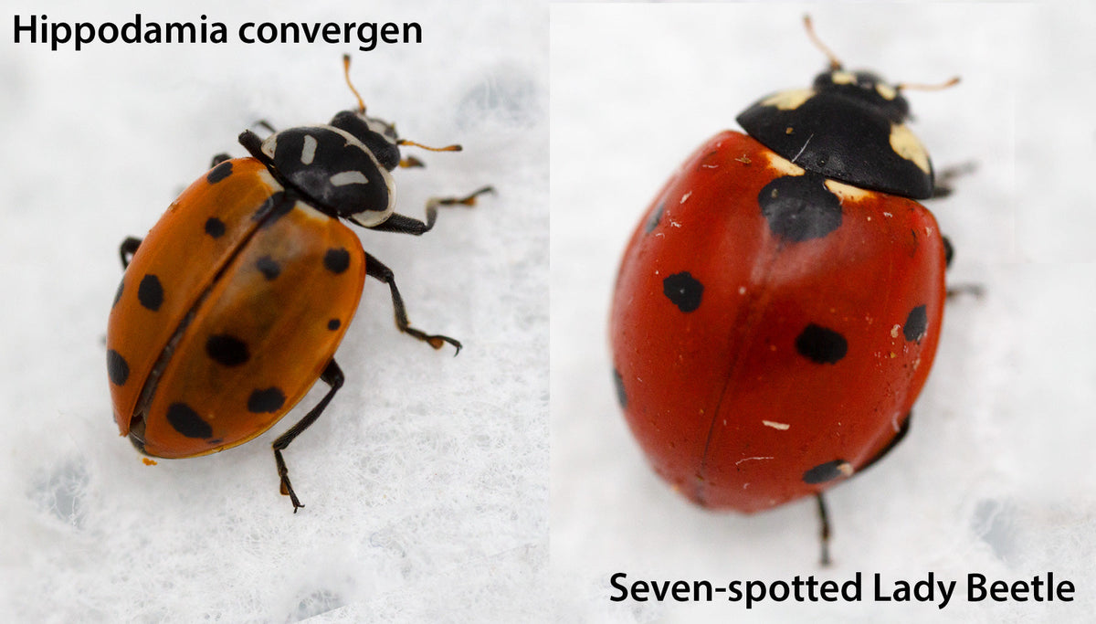 Identifying Native Ladybugs – NaturesGoodGuys