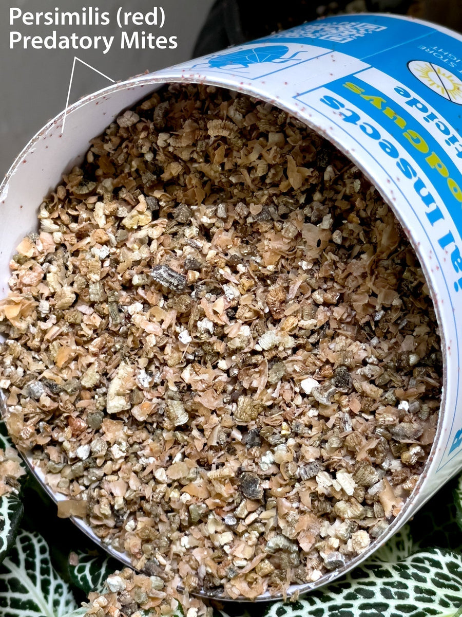 What Chemicals Are Safe For Predatory Mites? A Comprehensive Guide ...