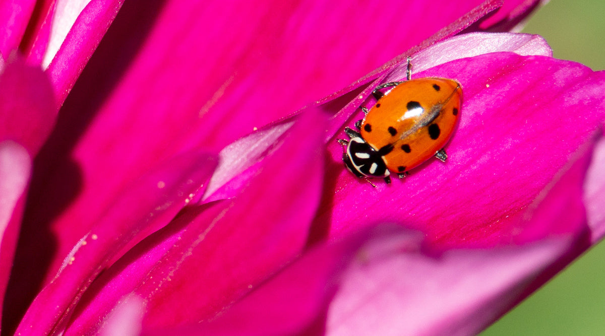 Ladybugs, A West Coast Farming Tradition! – NaturesGoodGuys