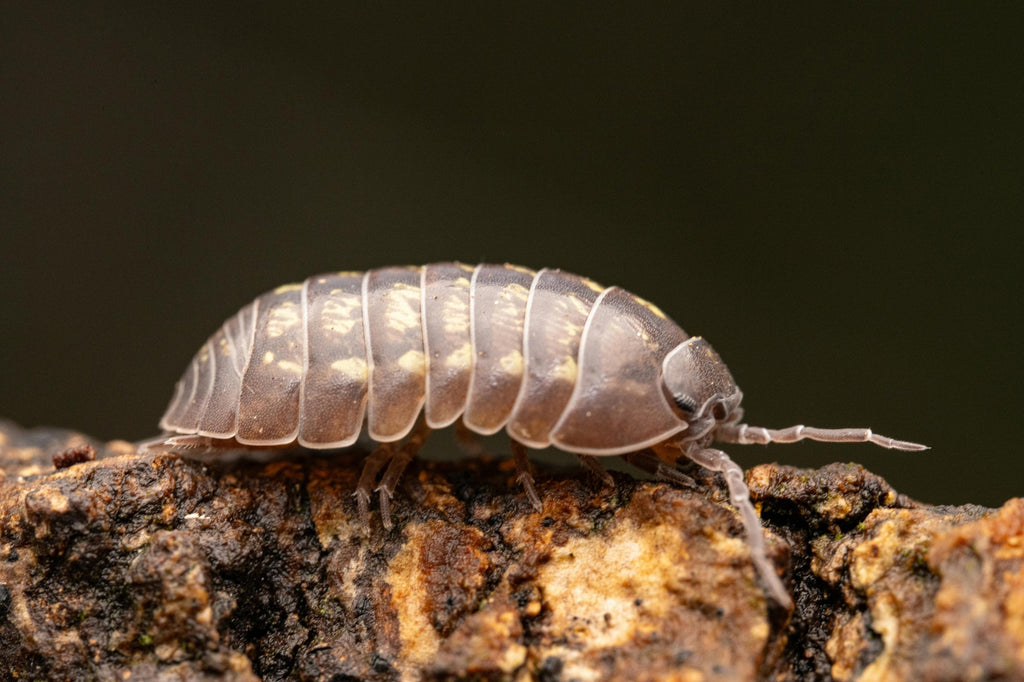 A Bugs Blog: NaturesGoodGuys to the Rescue! – Tagged "doodle bug"