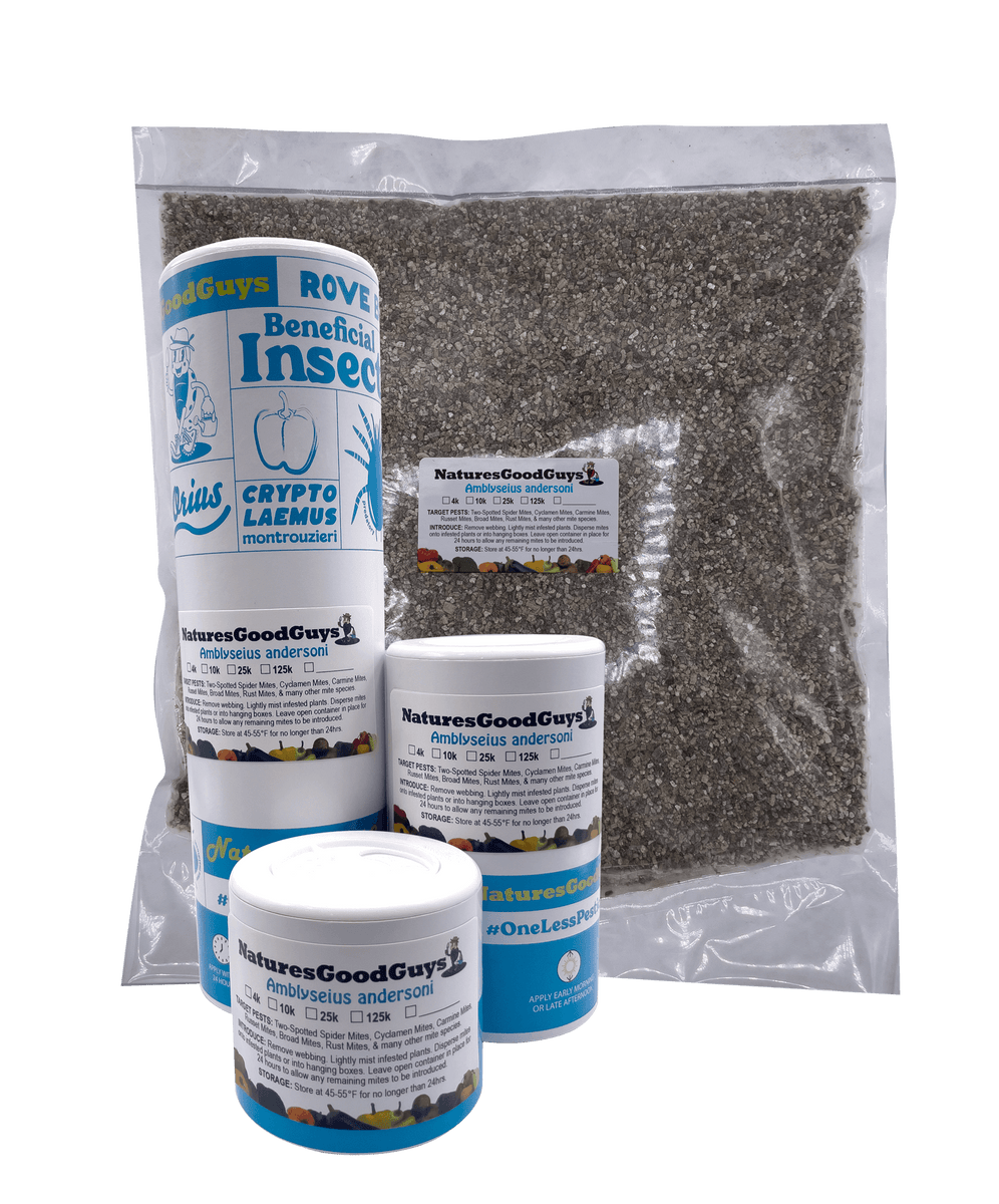 Amblyseius andersoni | General Mite Predator – NaturesGoodGuys