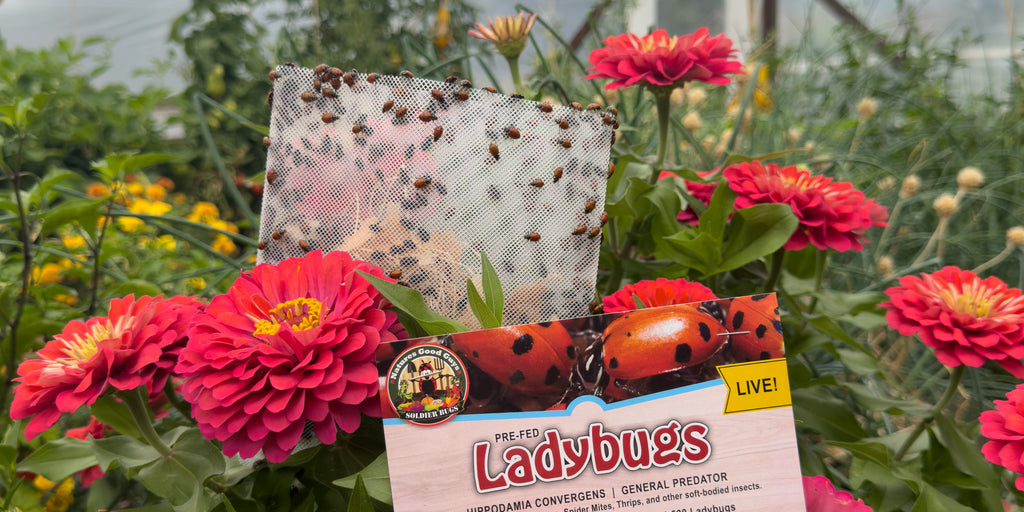 Live Ladybugs and other Beneficial Insects to control Pest Insects ...