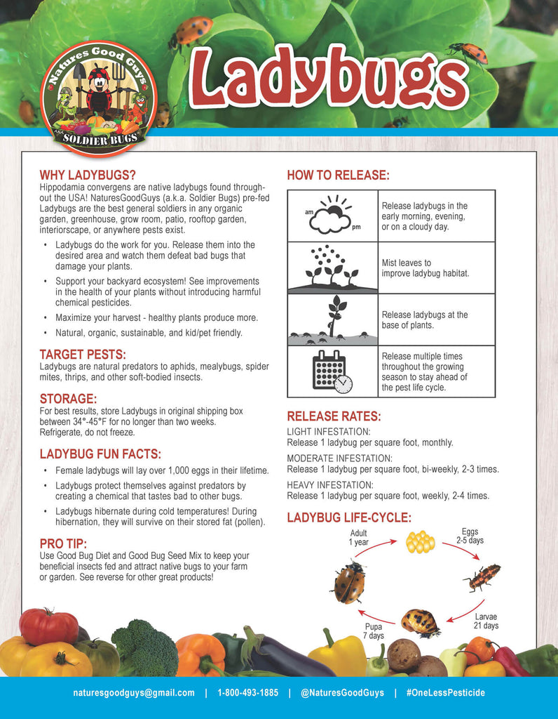 Ladybugs - General Predators – NaturesGoodGuys