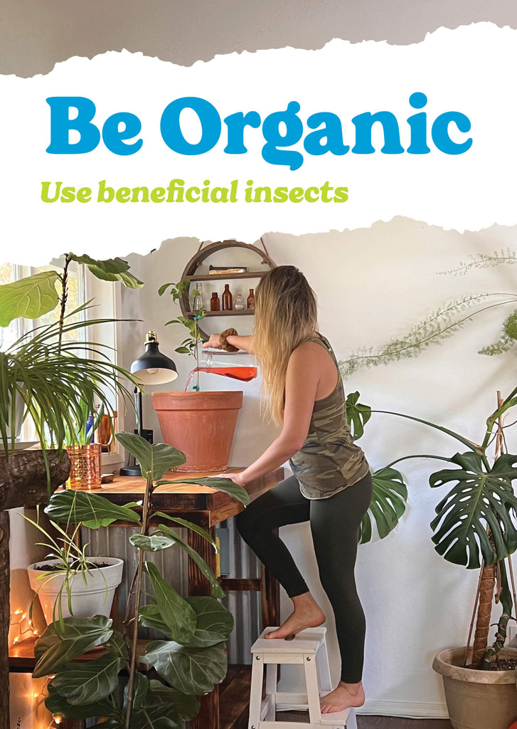 Live Ladybugs and other Beneficial Insects to control Pest Insects ...