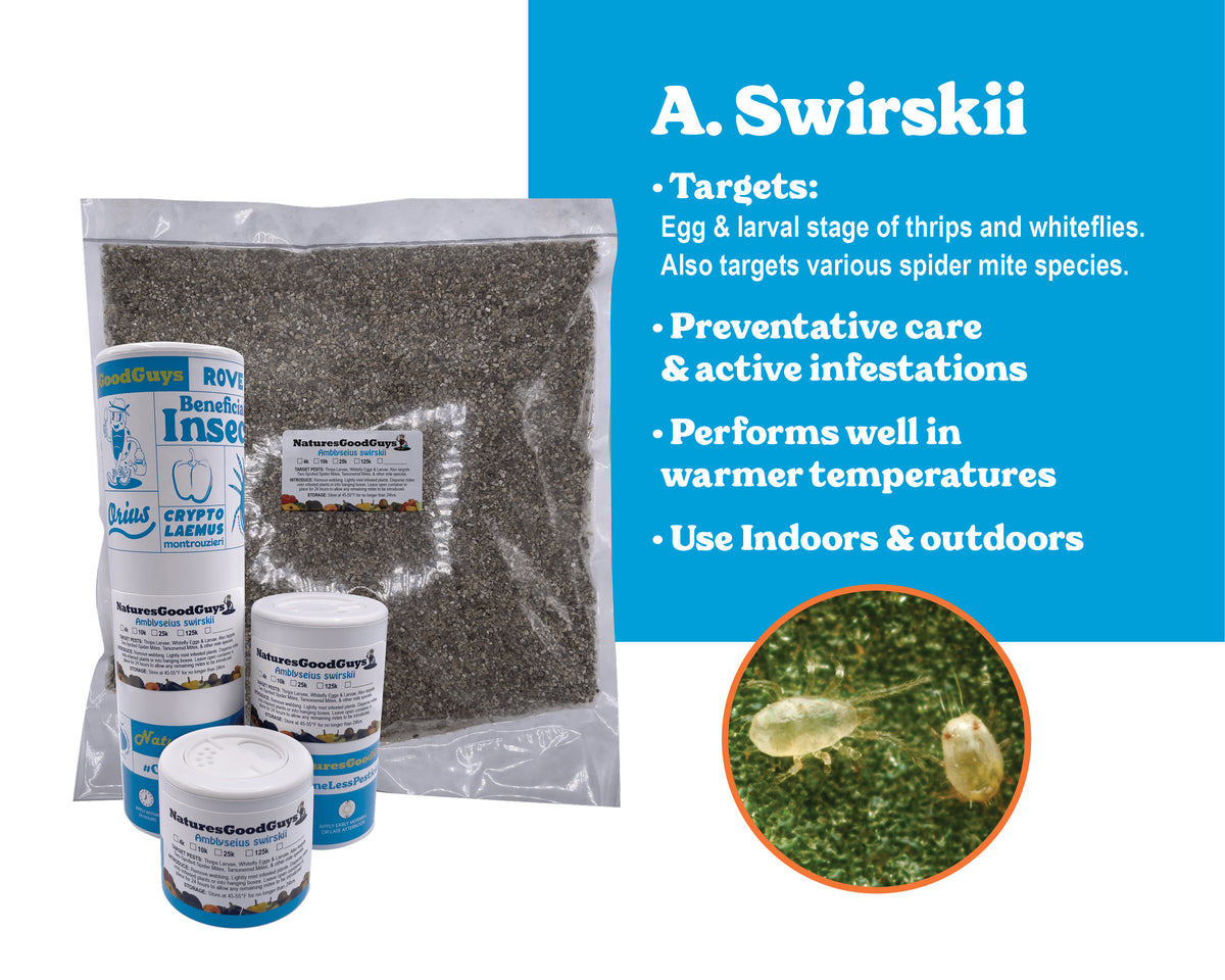 Amblyseius swirskii - Spider Mite, Thrips, & Whitefly Control ...