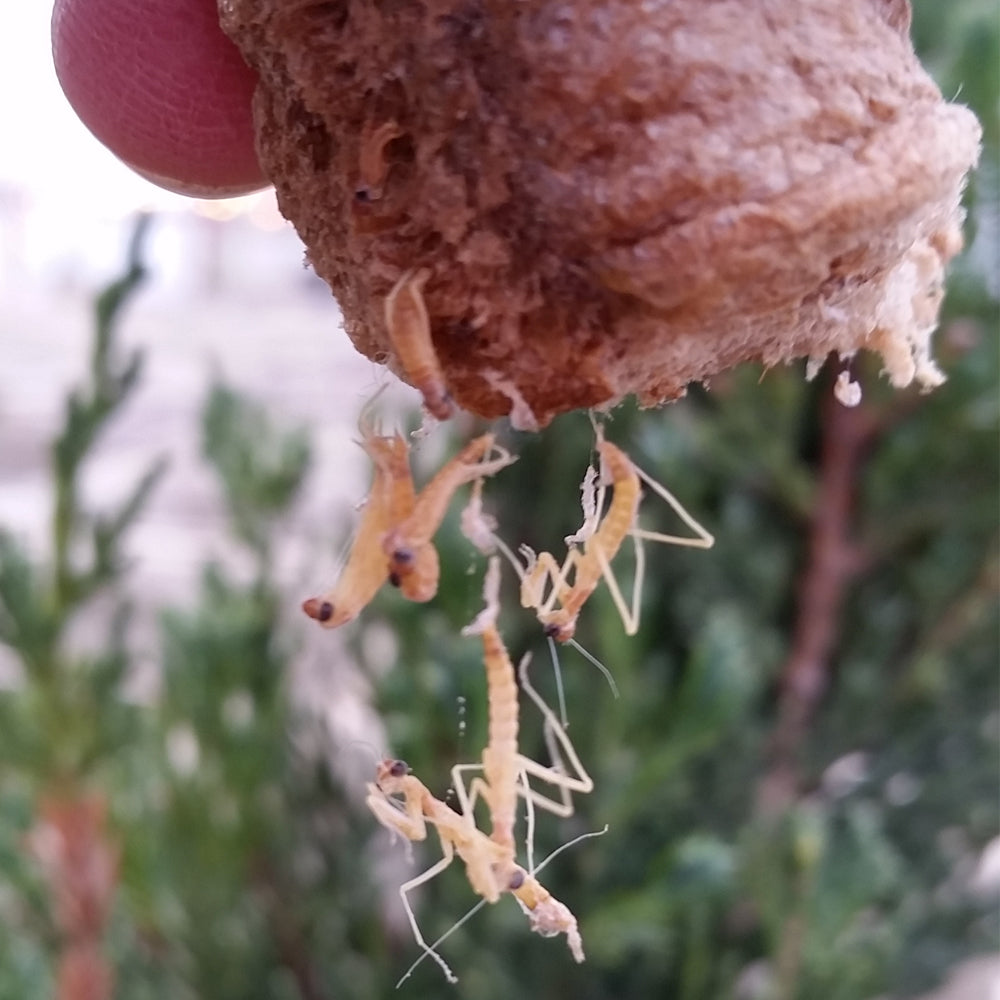 Praying Mantis Egg Cases - Carnivorous General Predator - limiting 1 c ...