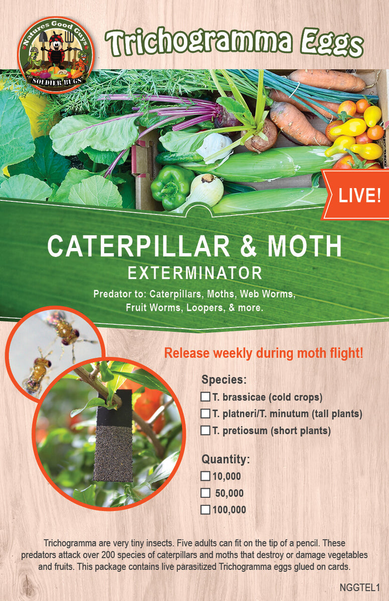 Trichogramma Eggs on Hanging Cards | Caterpillar & Moth Control ...